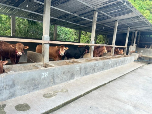 Pedagang Sapi Kecil Gianyar Bali Menjerit Jelang Idul Adha, Pasar ...